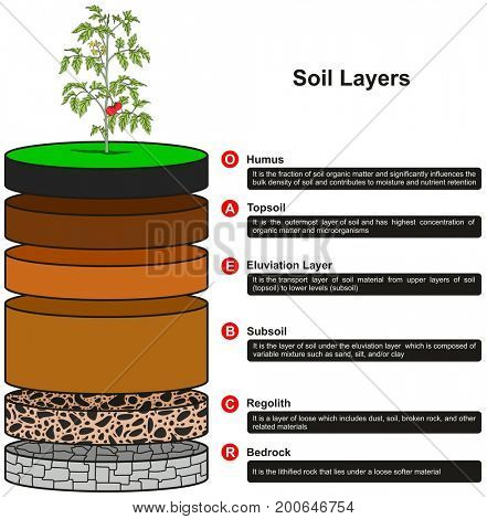 Soil Layers infographic diagram showing as slices including humus ...