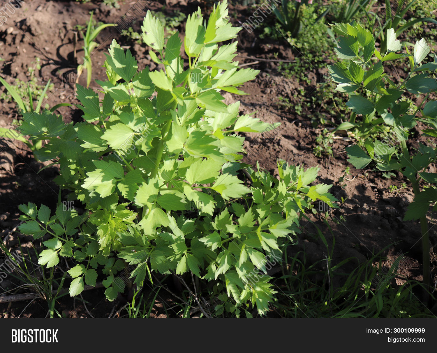 Leaves Of Fresh Lovage Plant Growing In The Garden. Levisticum Officinale Is A Powerful Plant Of ...