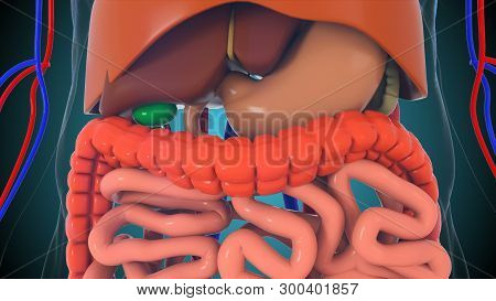 Anatomy Human Body Model, 3d Rendering Background, Part Of Human Body ...