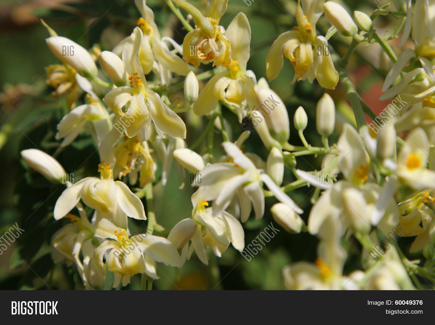 Moringa Flowers | Best Flower Site