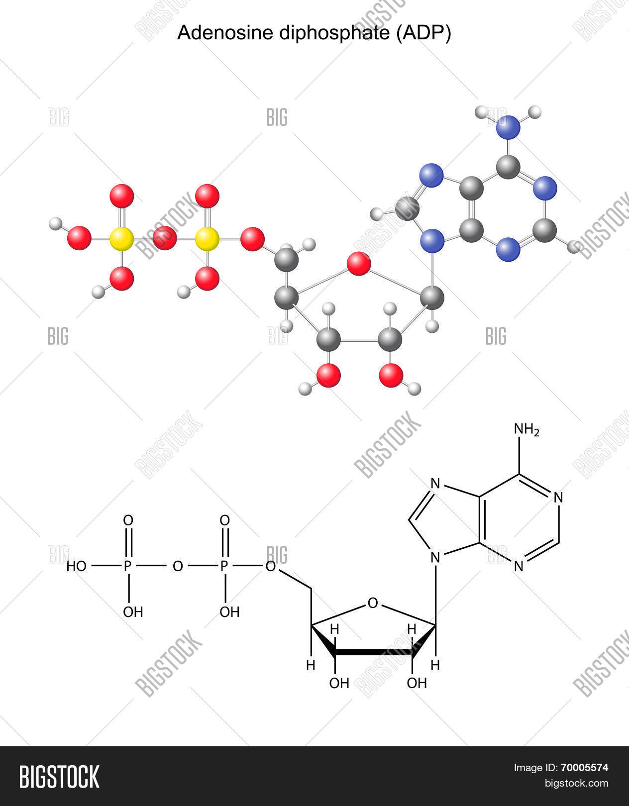 Structural Chemical Formula And Model Of Adenosine Diphosphate image ...