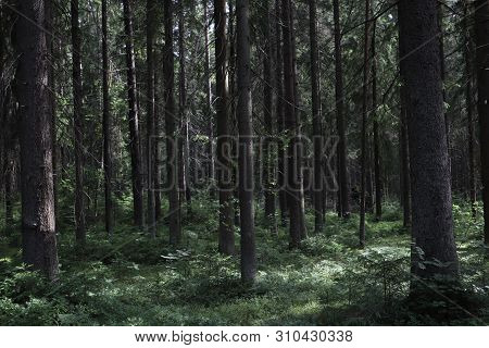 Pine Thicket. Forest Thicket, Pine Trees In The Forest. Saint ...