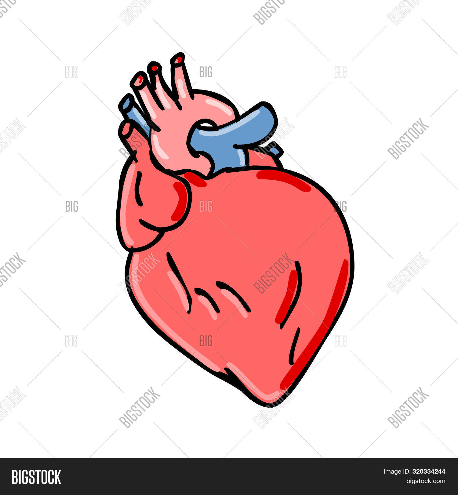 Cartoon Style Illustration Of A Human Heart Anatomy, An Organ That ...