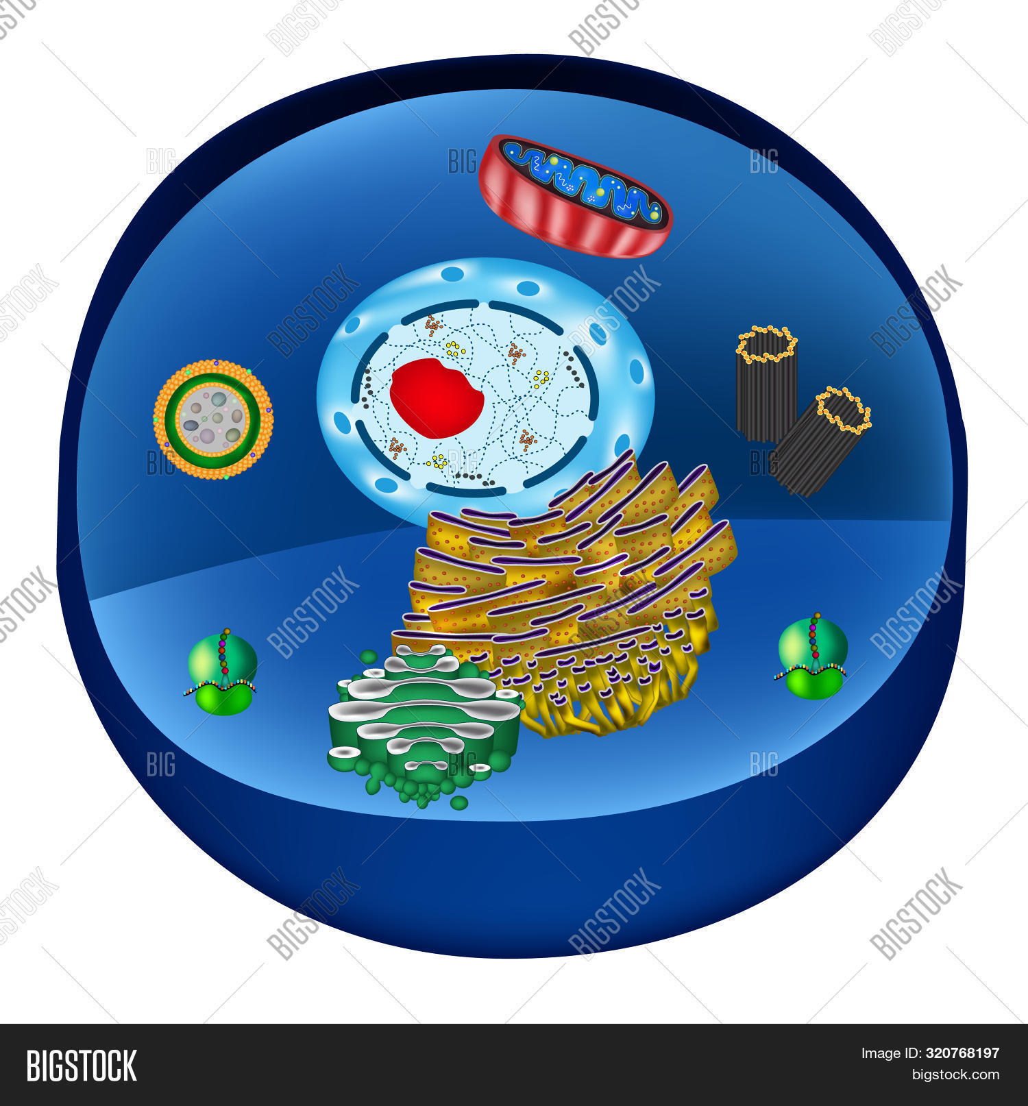 Structure Of Human Cells. Organelles. The Core Nucleus, Endoplasmic ...