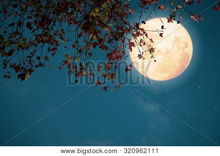 Full moon fall Images - Search Images on Everypixel
