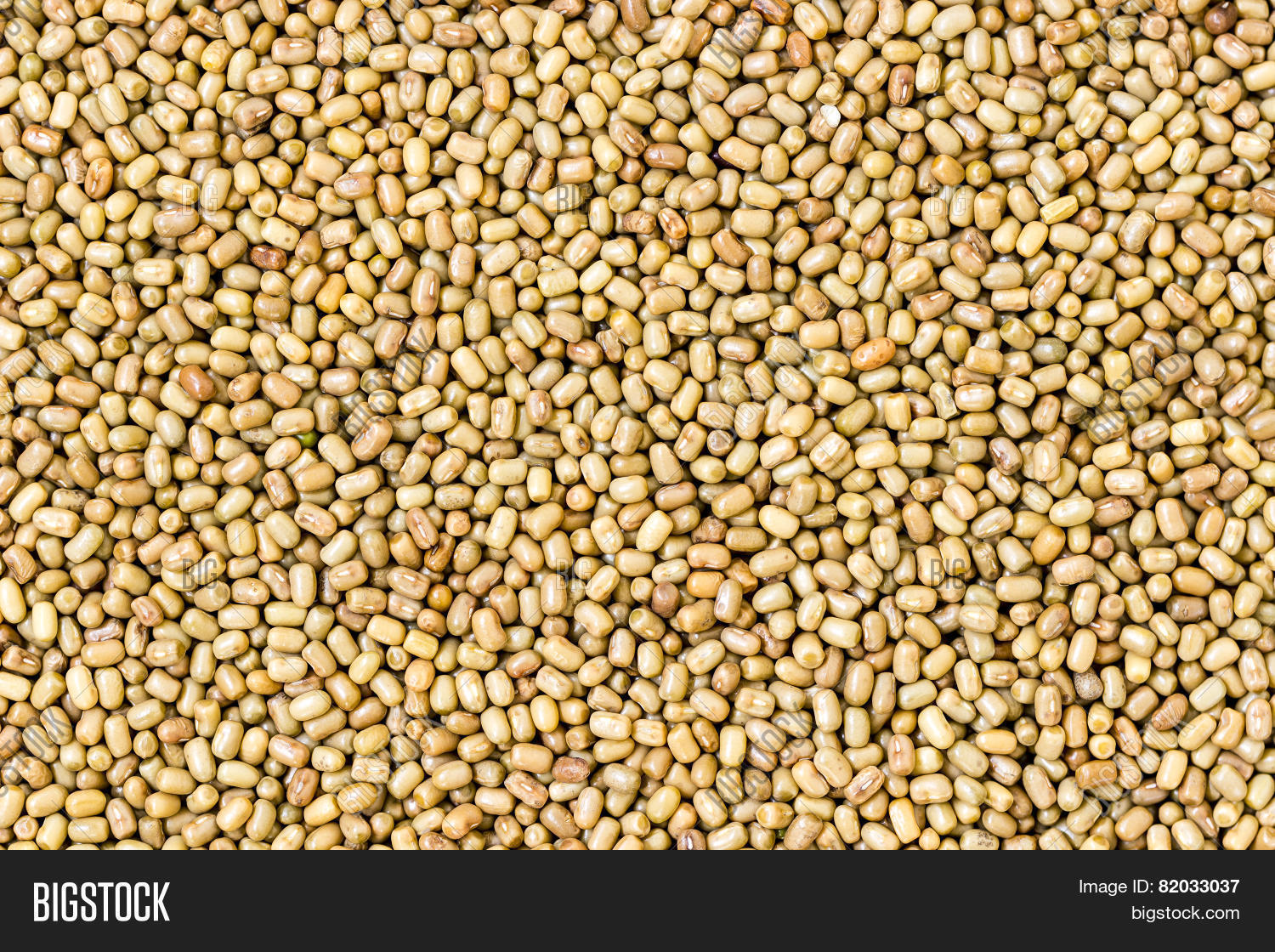 Vigna aconitifolia also called Mot or Moth or Matki or dew beans ...