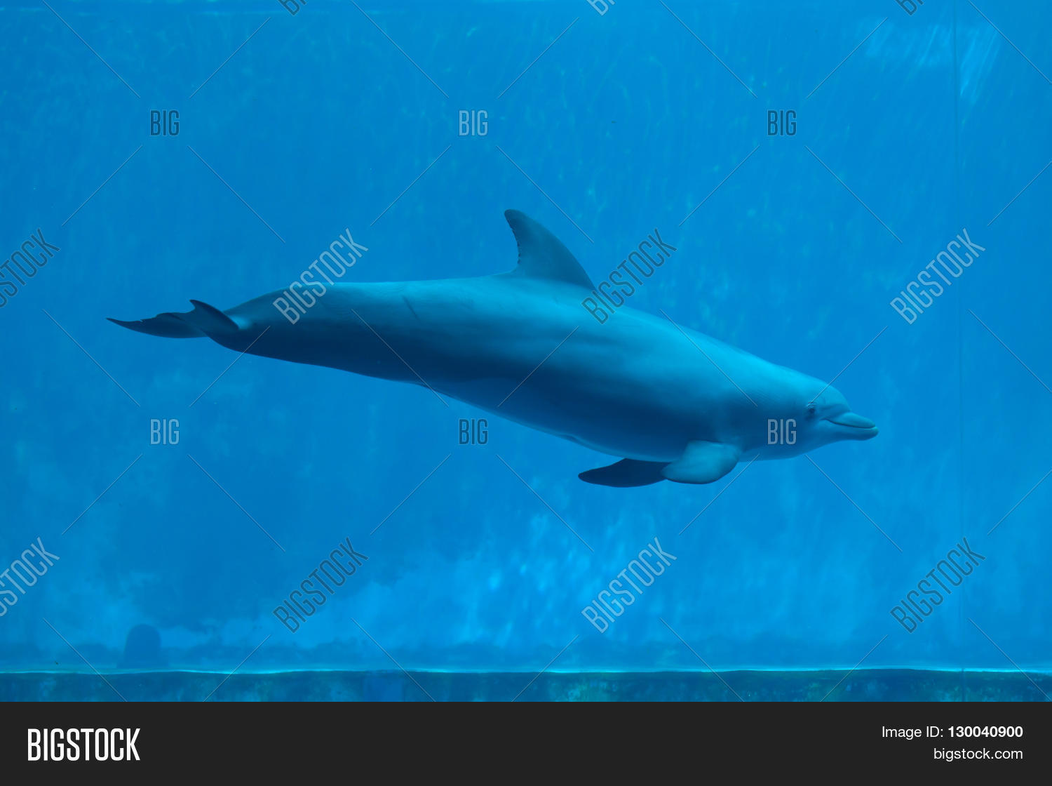 Common bottlenose dolphin (Tursiops truncatus). Wild life animal. image ...