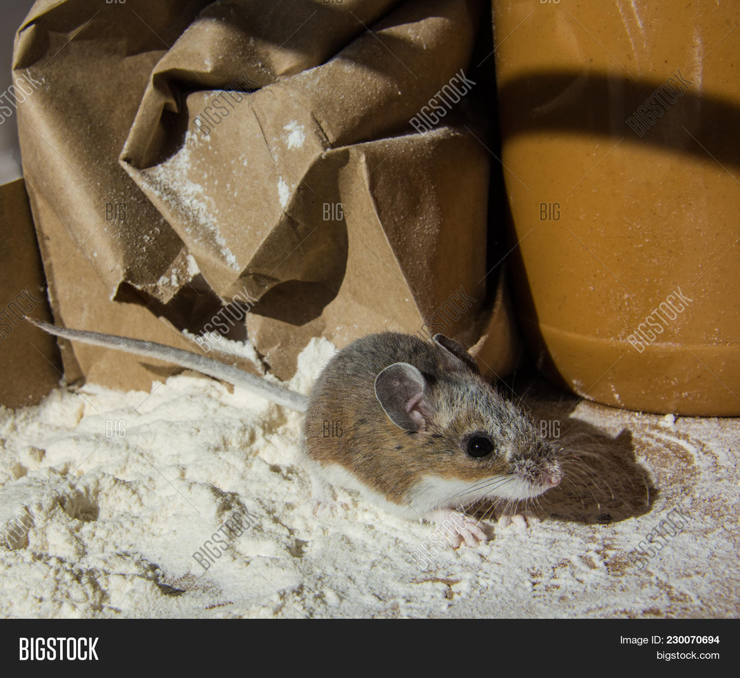 A Wild Brown House Mouse, Mus Musculus, Covered In White Flour And ...