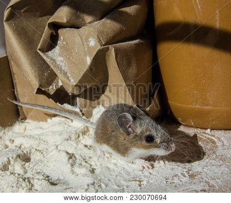 A Wild Brown House Mouse, Mus Musculus, Covered In White Flour And ...