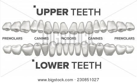 Human Teeth Set Vector. Dental Health. Incisor, Canine, Premolar, Molar Upper, Lower. Clean ...