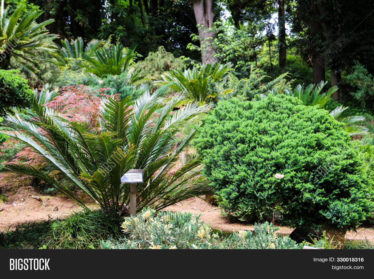 Cycas Revoluta (sago Palm, King Sago, Sago Cycad, Japanese Sago Palm ...