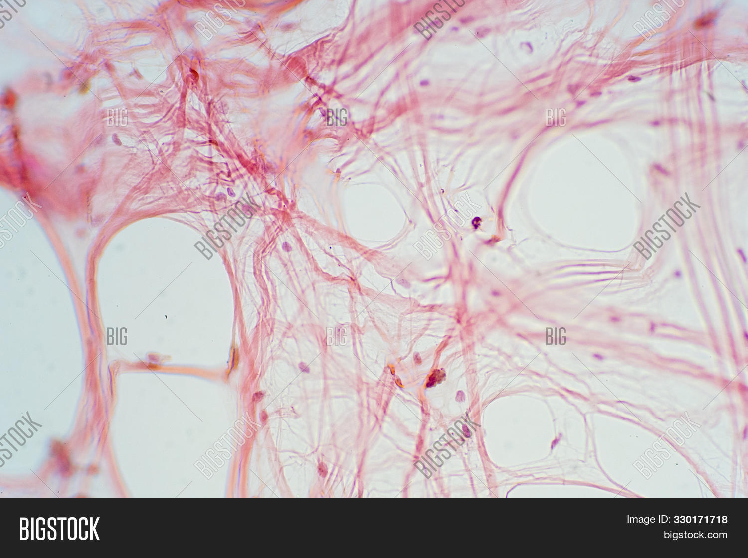 Areolar Connective Tissue Under The Microscope View. Histological For ...