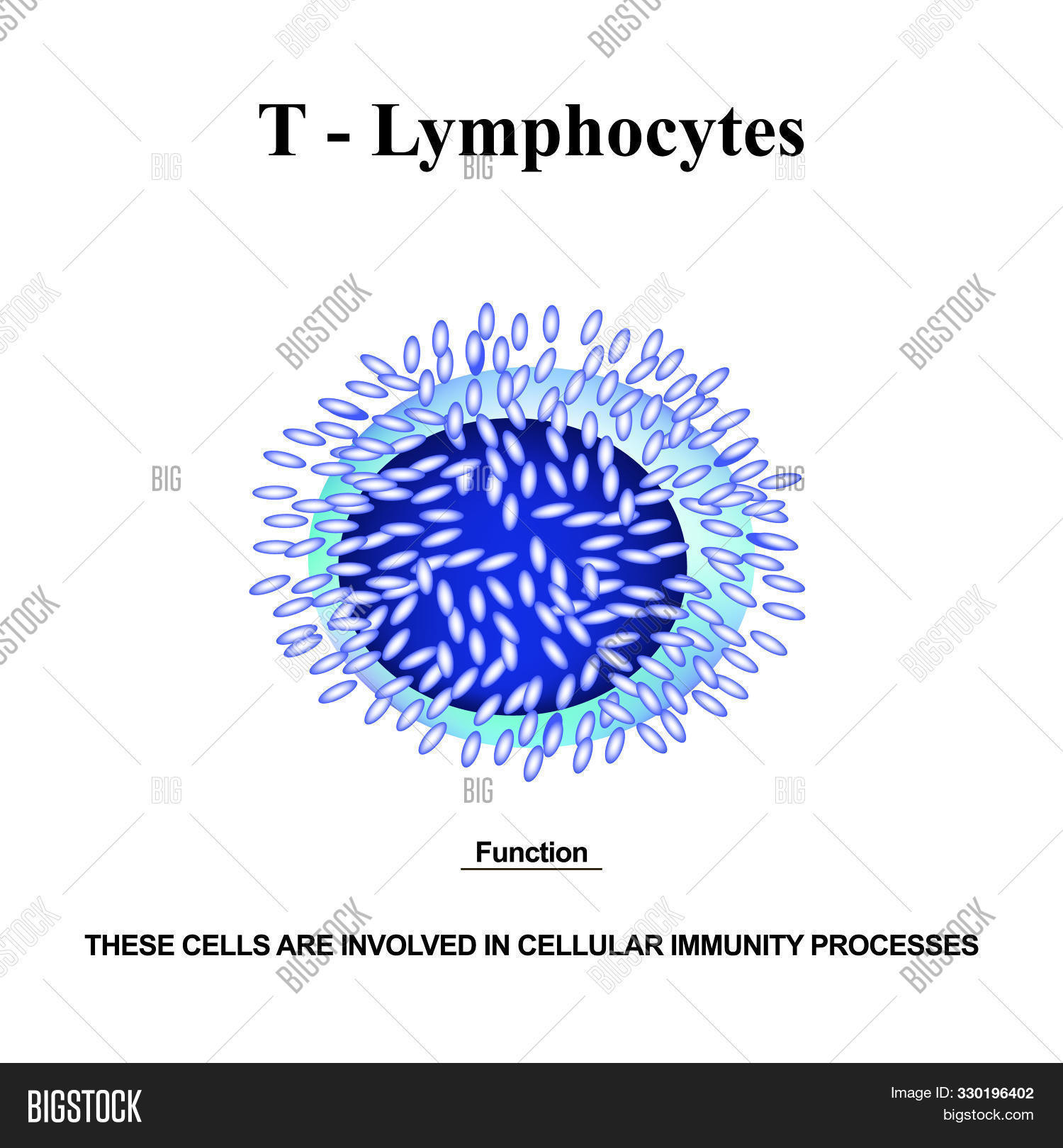 Nk Lymphocytes Structure. The Functions Of Nk Lymphocytes. Immunity ...