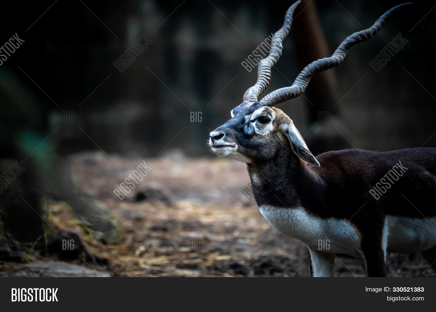 Indian Male Black Buck Posing With Dark Background image & stock photo ...