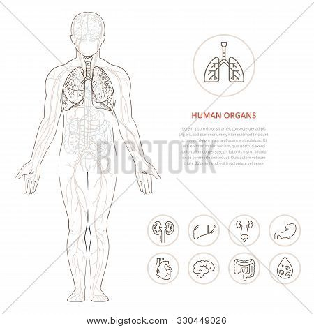Human Body Anatomy Infographic Of The Structure Of Human Organs. Visual ...