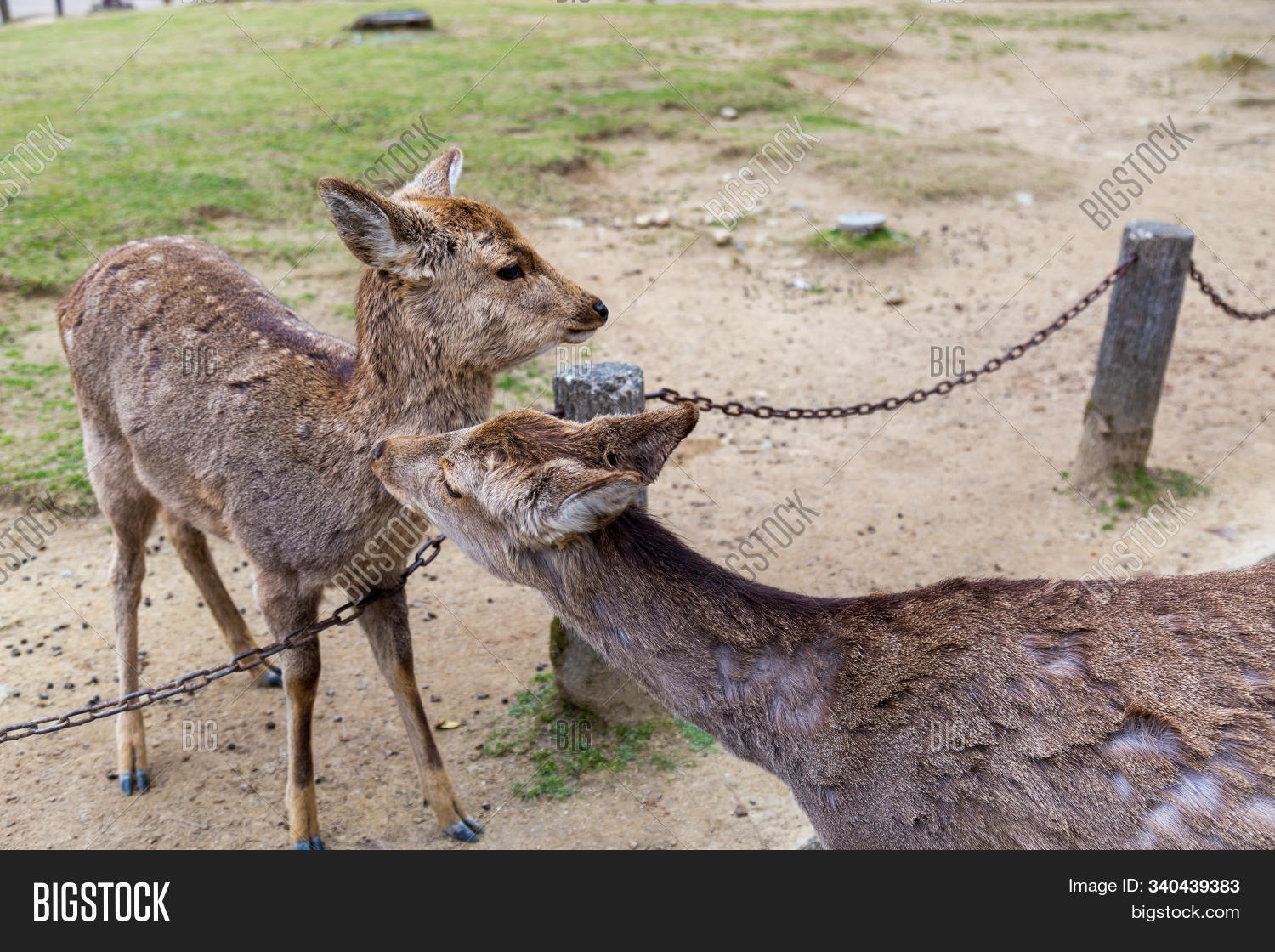 The cute deer is a symbol of the city and is believe to represent the ...