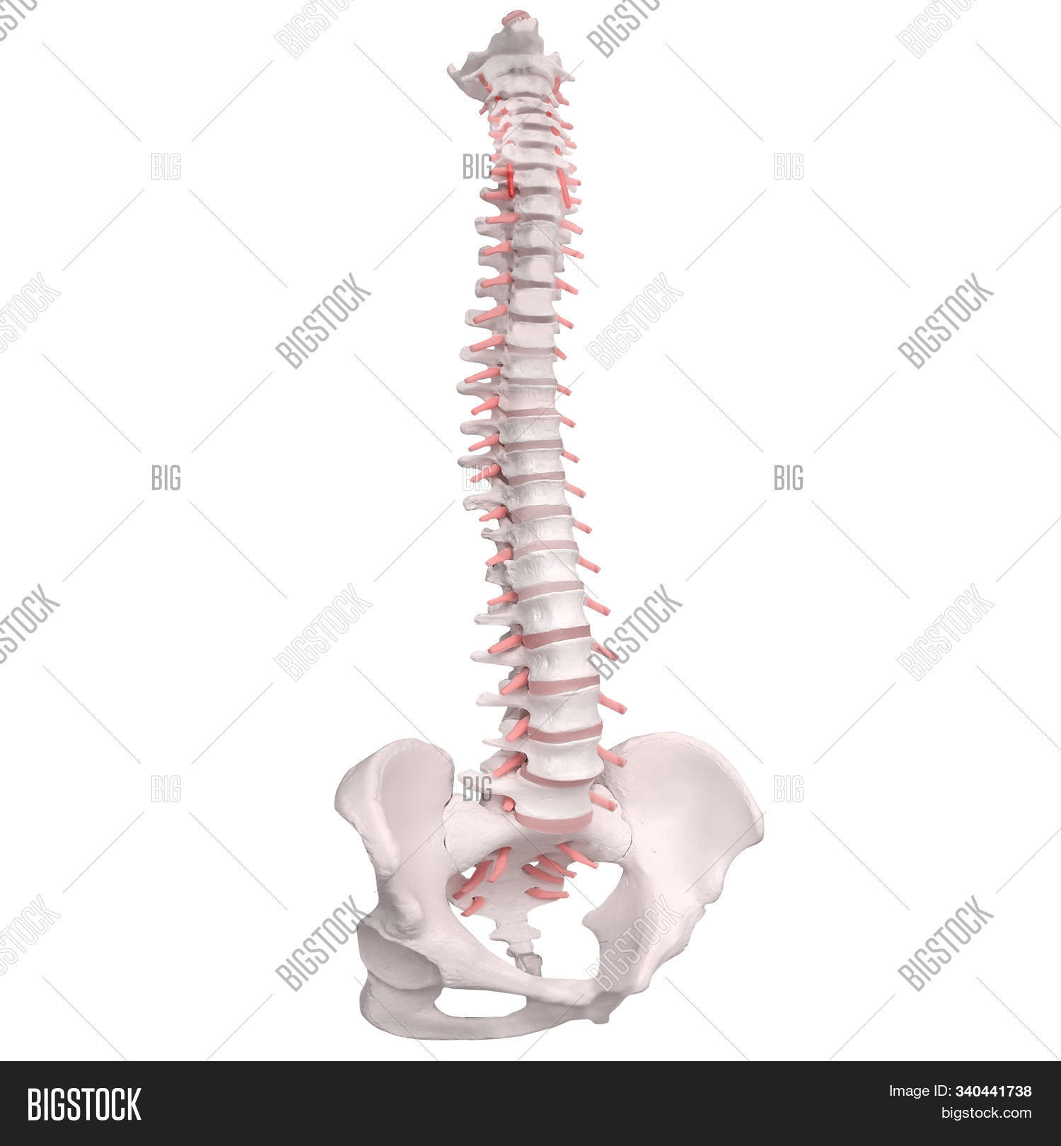 Skeletal Human Spine And Vertebral Column Or Intervertebral Discs ...