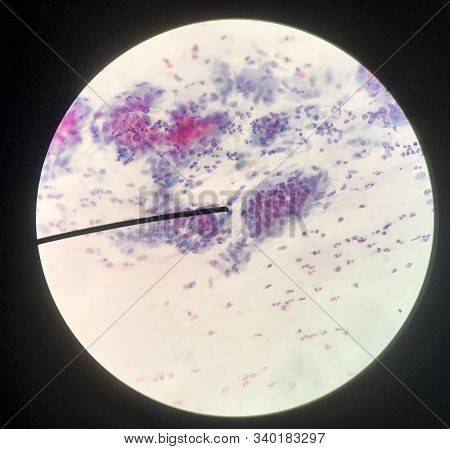 Cells In Reproductive Female Cytology And Histology Concept. image ...