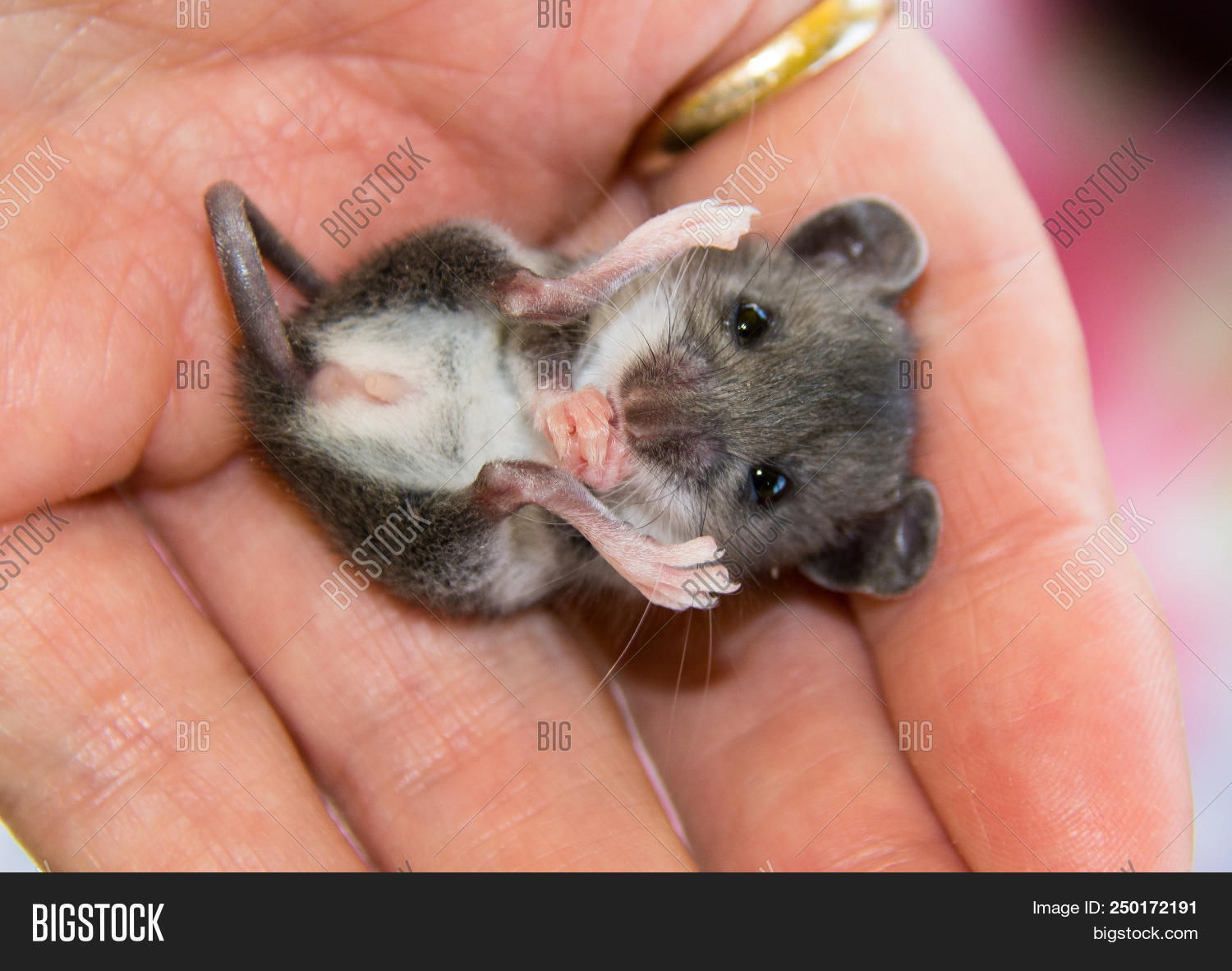 And Adorable Baby House Mouse, Mus Musculus, On His Back, With Its ...