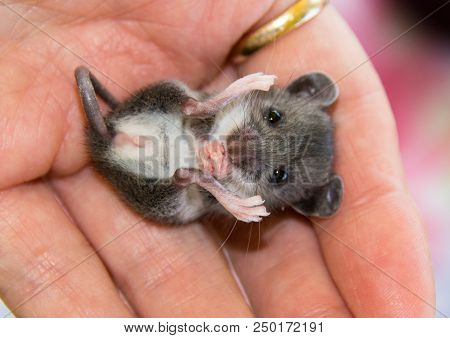And Adorable Baby House Mouse, Mus Musculus, On His Back, With Its ...