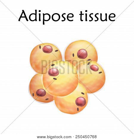 Adipose Tissue. Anatomy Vector Realistic Illustration. White Background ...