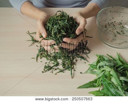 Fermentation Process Of Tea Leaves. Manual Production Koporye Tea ...