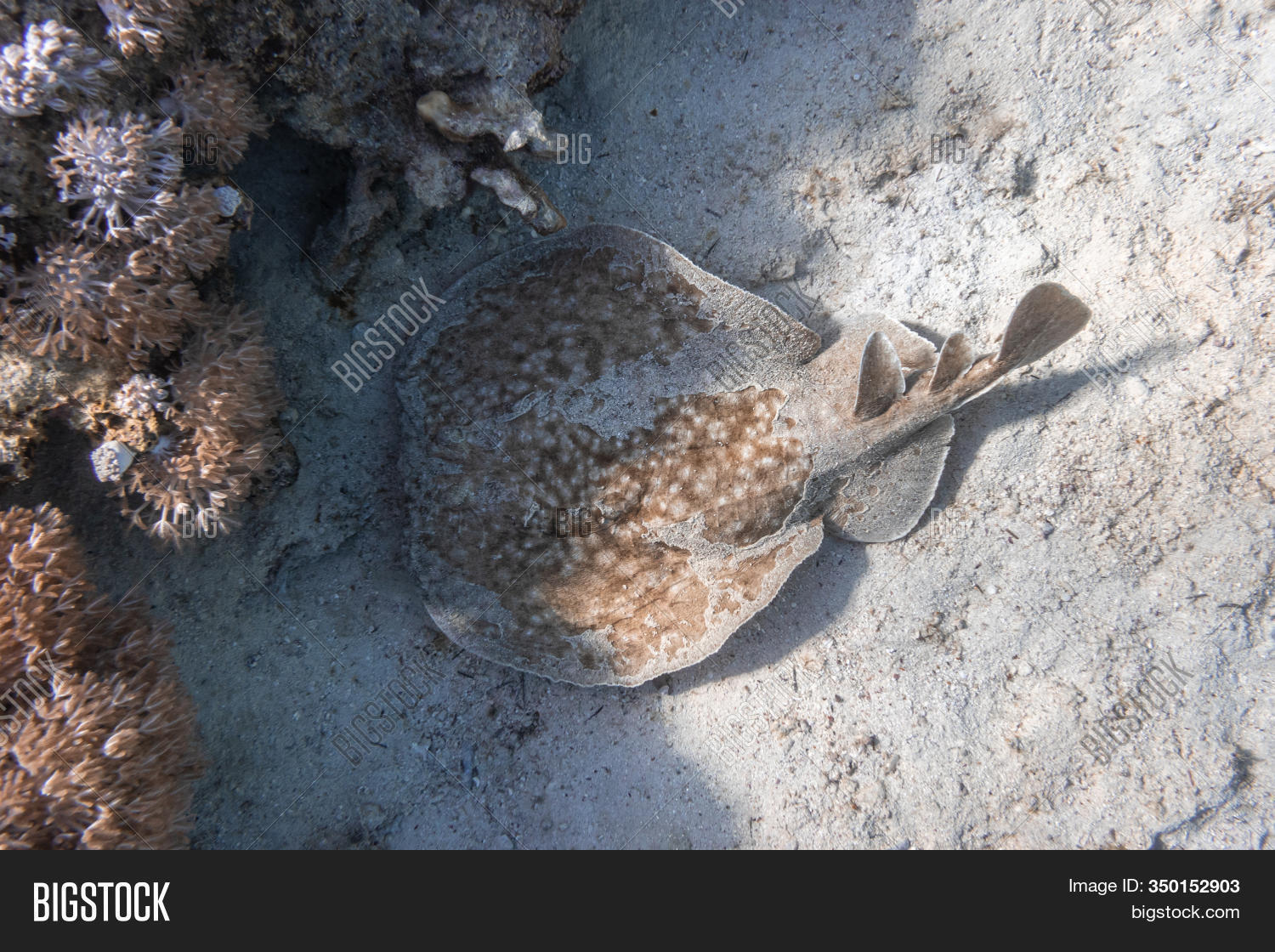 Indo-pacific Panther Electric Ray (torpedo Panthera) In Red Sea ...