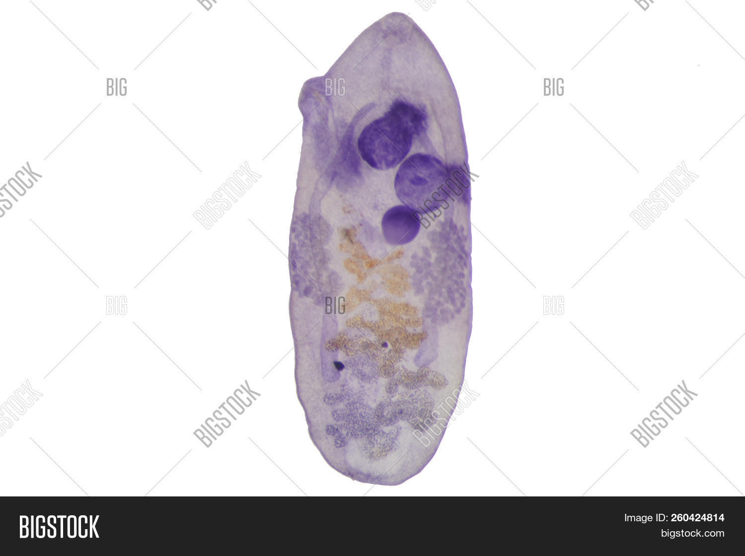 Liver Fluke(parasitic Flatworm) Of Cattle And Other Grazing Animals ...
