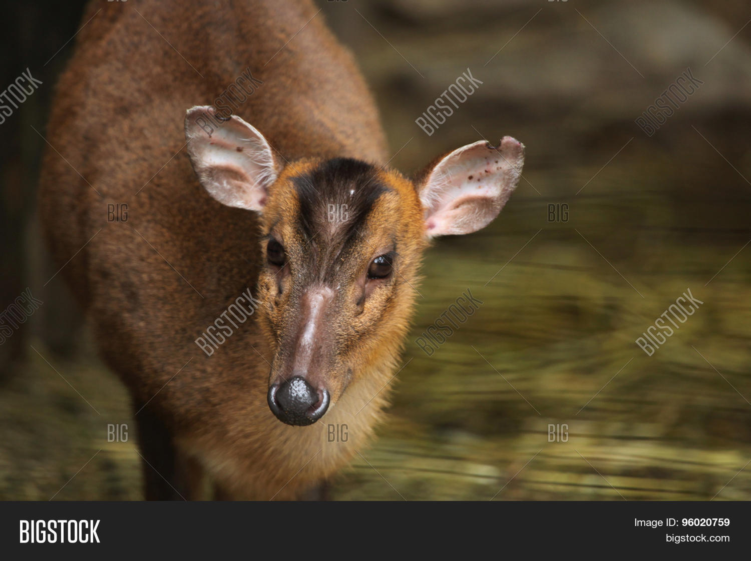 Chinese muntjac (Muntiacus reevesi), also known as the Reeves's muntjac ...