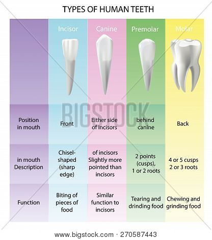 Types Of Teeth Realistic Various Human Oral Health Chart image & stock ...