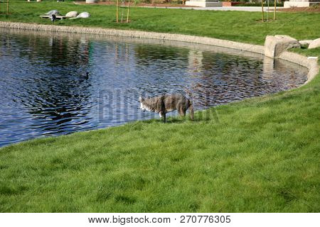 plastic wolf or coyote bird decoy. Decoy of a Plastic Wolf or Coyote ...