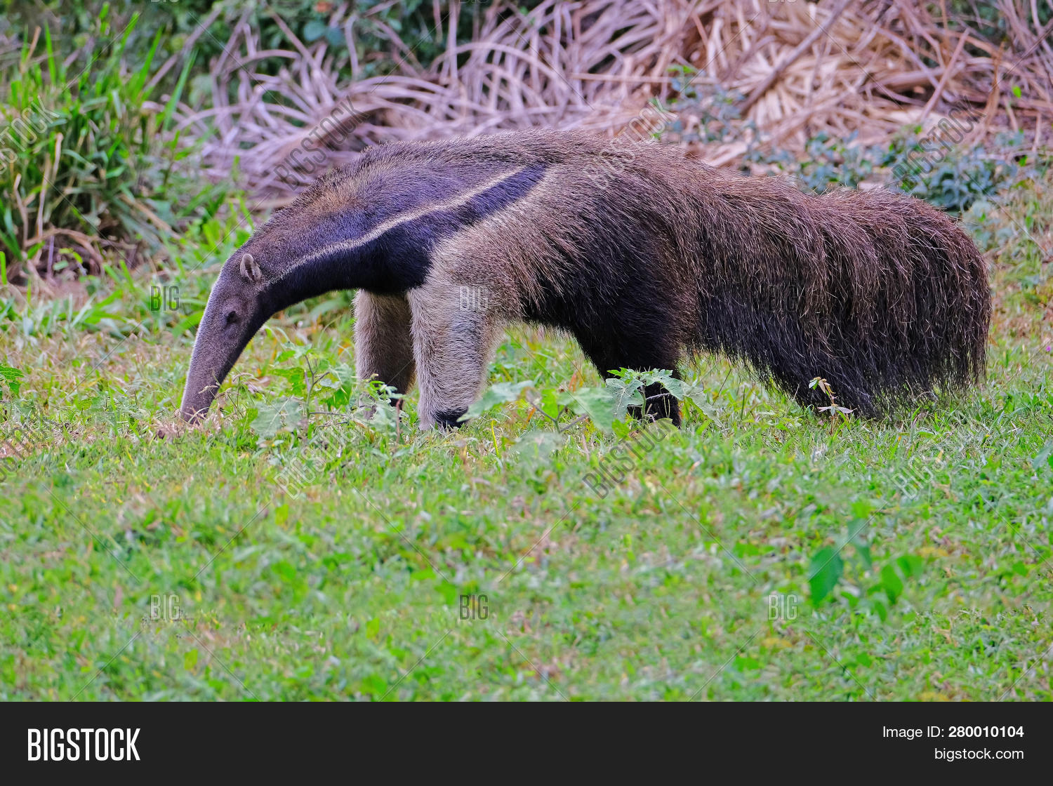 Giant Anteater, Myrmecophaga Tridactyla, Also Known As The Ant Bear ...