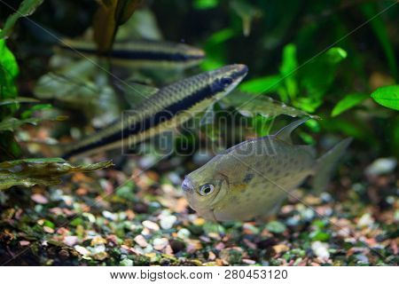 Spotted Silver Dollar Fish In Freshwater Tropical Densely Planted ...