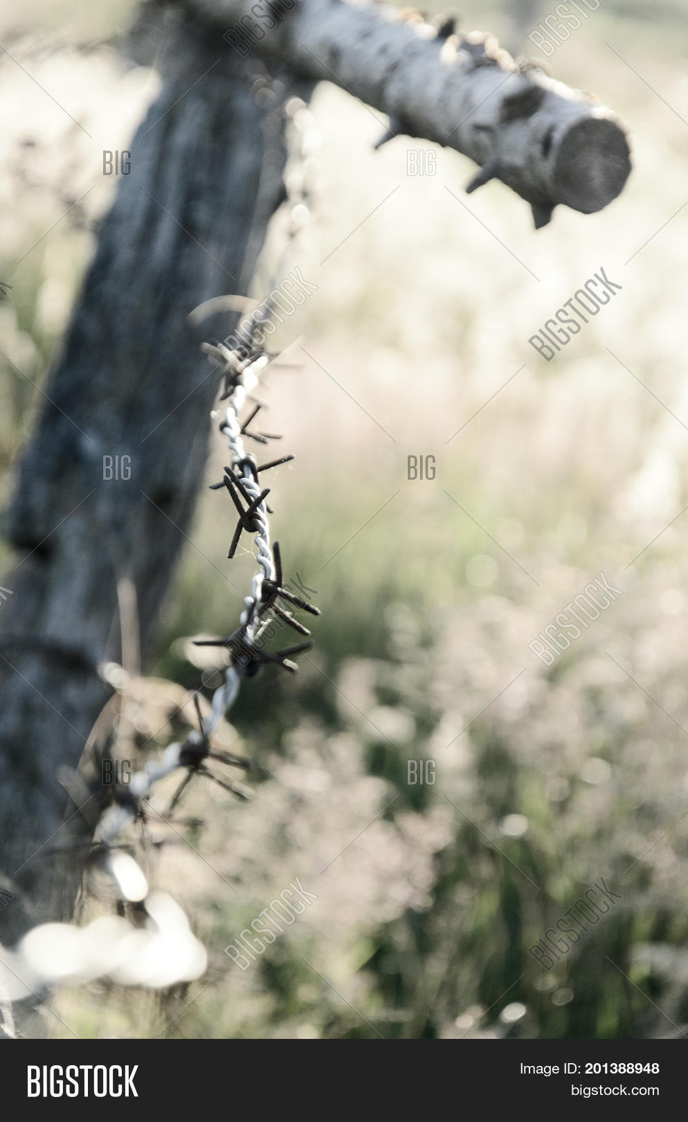 Barbed Wire Bondage Telegraph