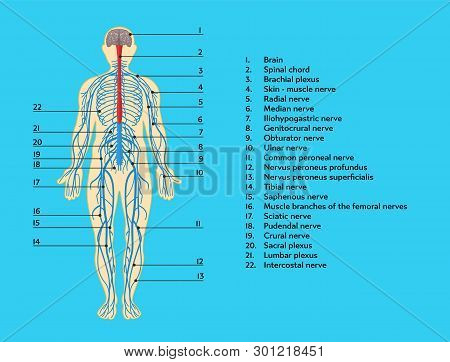 Infographics Scheme Of Anatomical Structure Of Human Nervous System ...