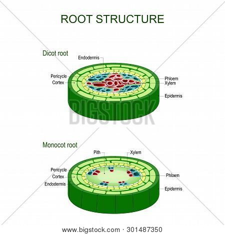 Root Structure. Monocot And Dicot Stems. Cross Sections Of Plants Roots ...