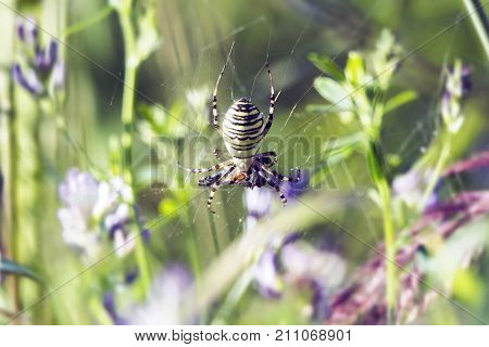 Argiope bruennichi (wasp spider) eating a dragon fly . Big spider with ...