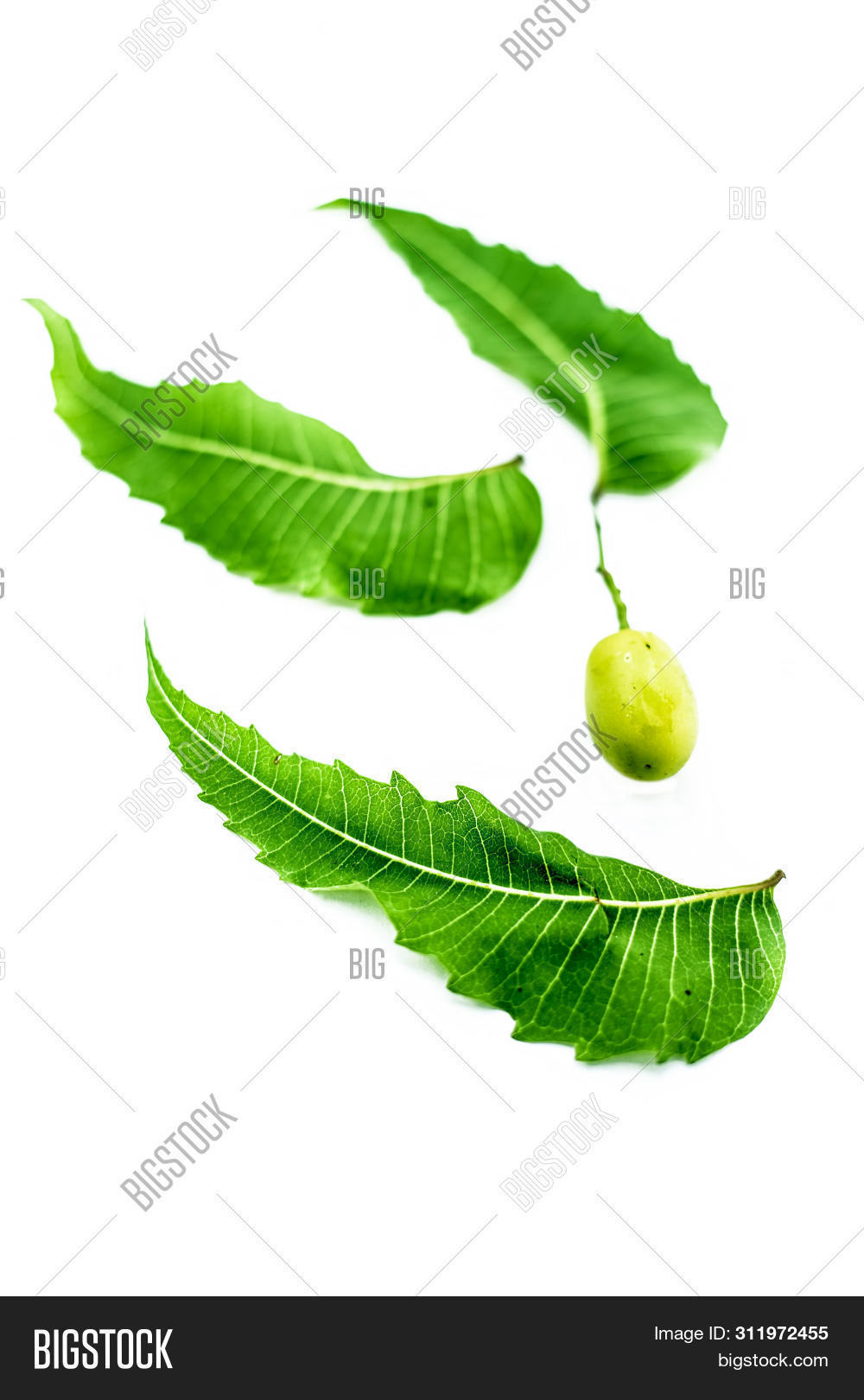 Green Fresh Leaves Of Neem Or Nim Or Indian Lilac Or Azadirachta Indica ...