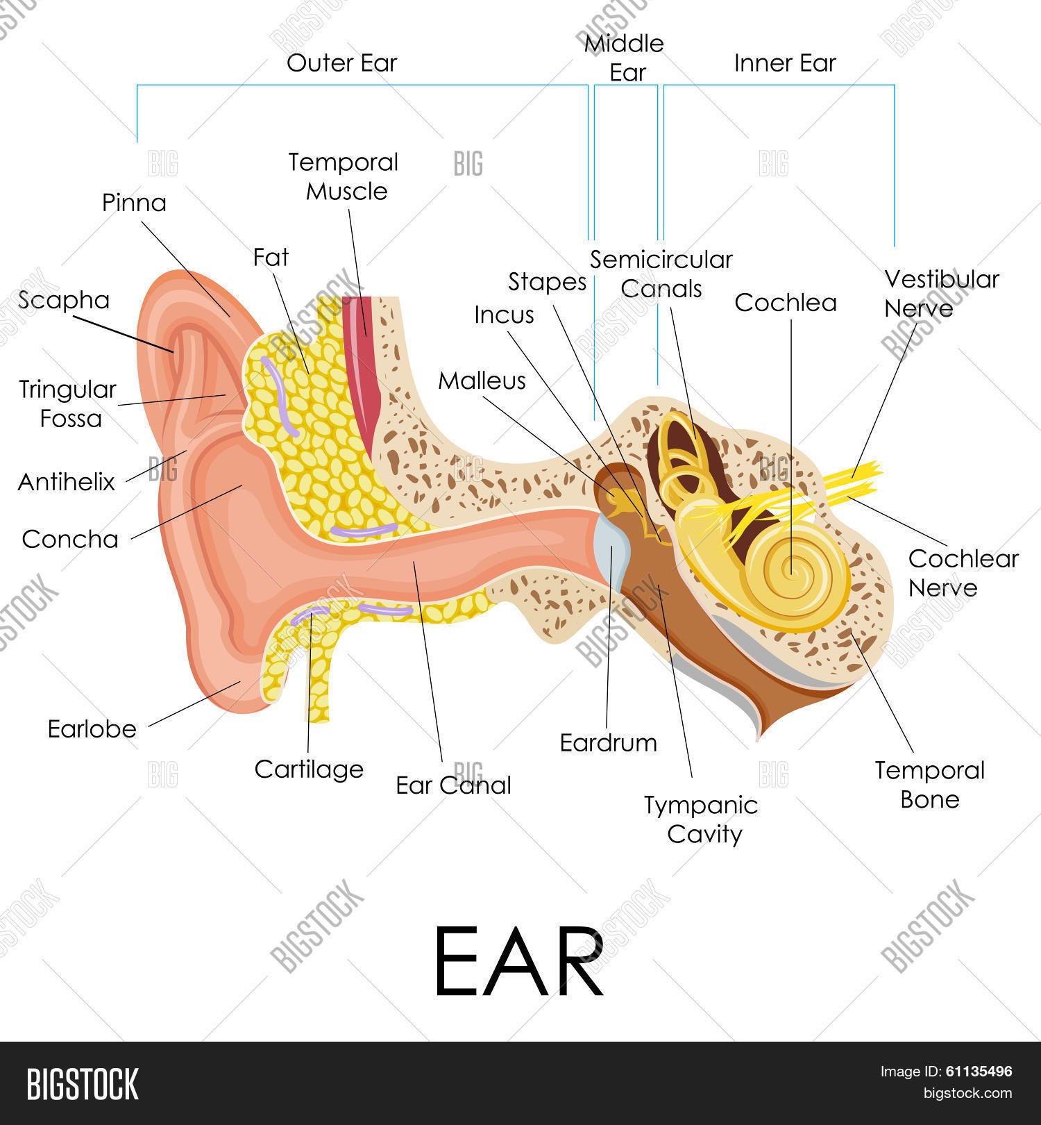 Human Ear Anatomy image & stock photo. 61135496
