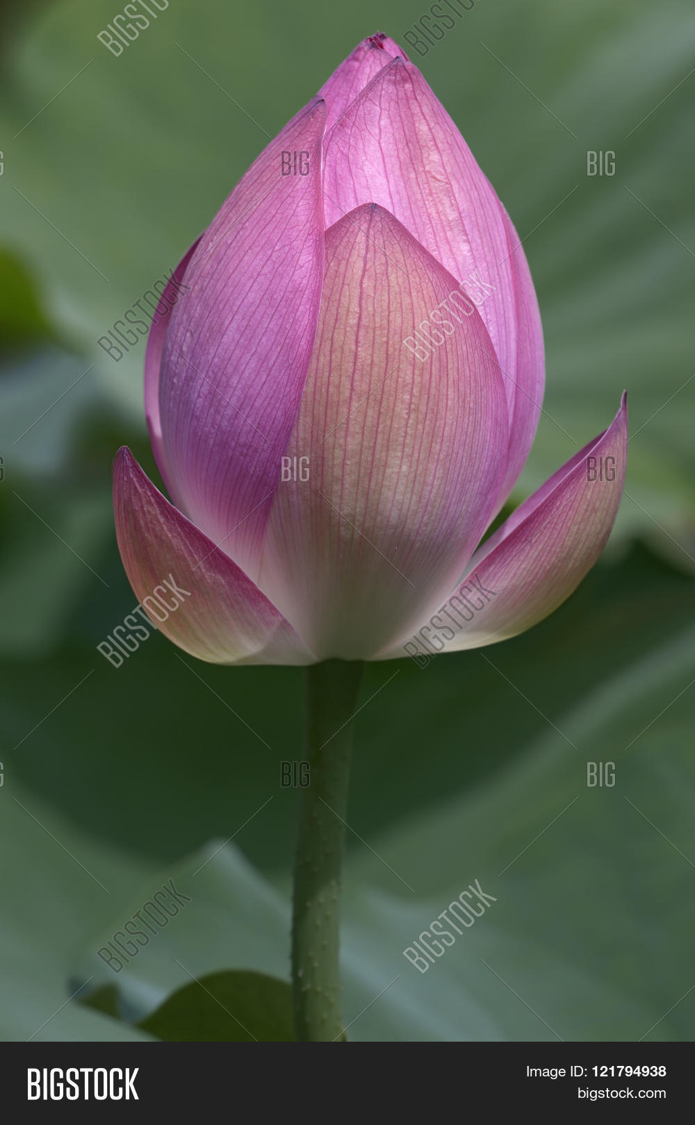 Nelumbium Speciosum Flower Extract | Best Flower Site