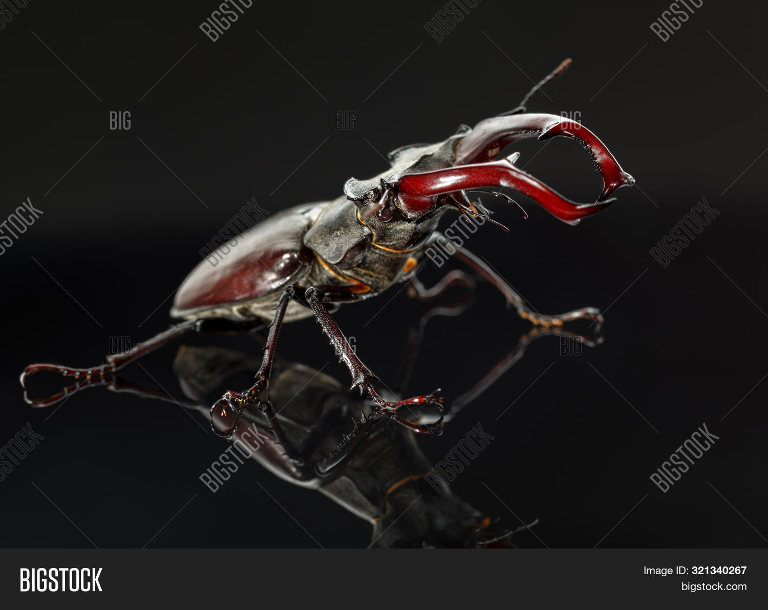 Low Point, Side View Of Stag Beetle Lucanus Cervus In Fighting Pose ...