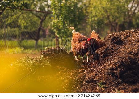 Two Hens On The Farm (field) With Blue Green Garden (forest) On ...