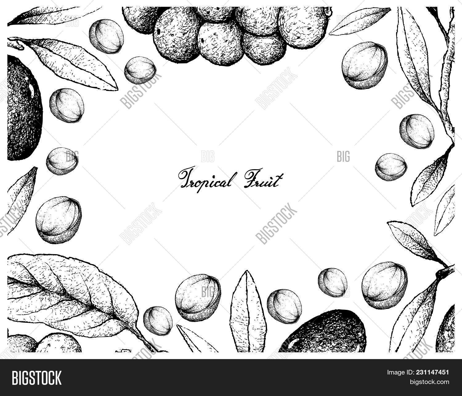 Tropical Fruits, Illustration Frame Of Hand Drawn Sketch Olive Or Olea ...