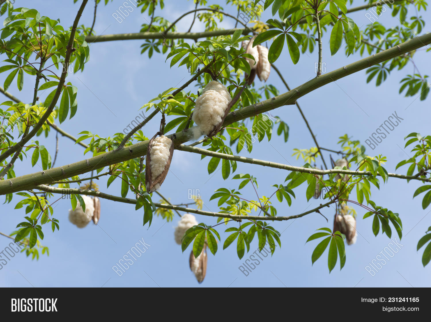 A Kapok Tree Produces Its Fruits In Abundant. image & stock photo ...