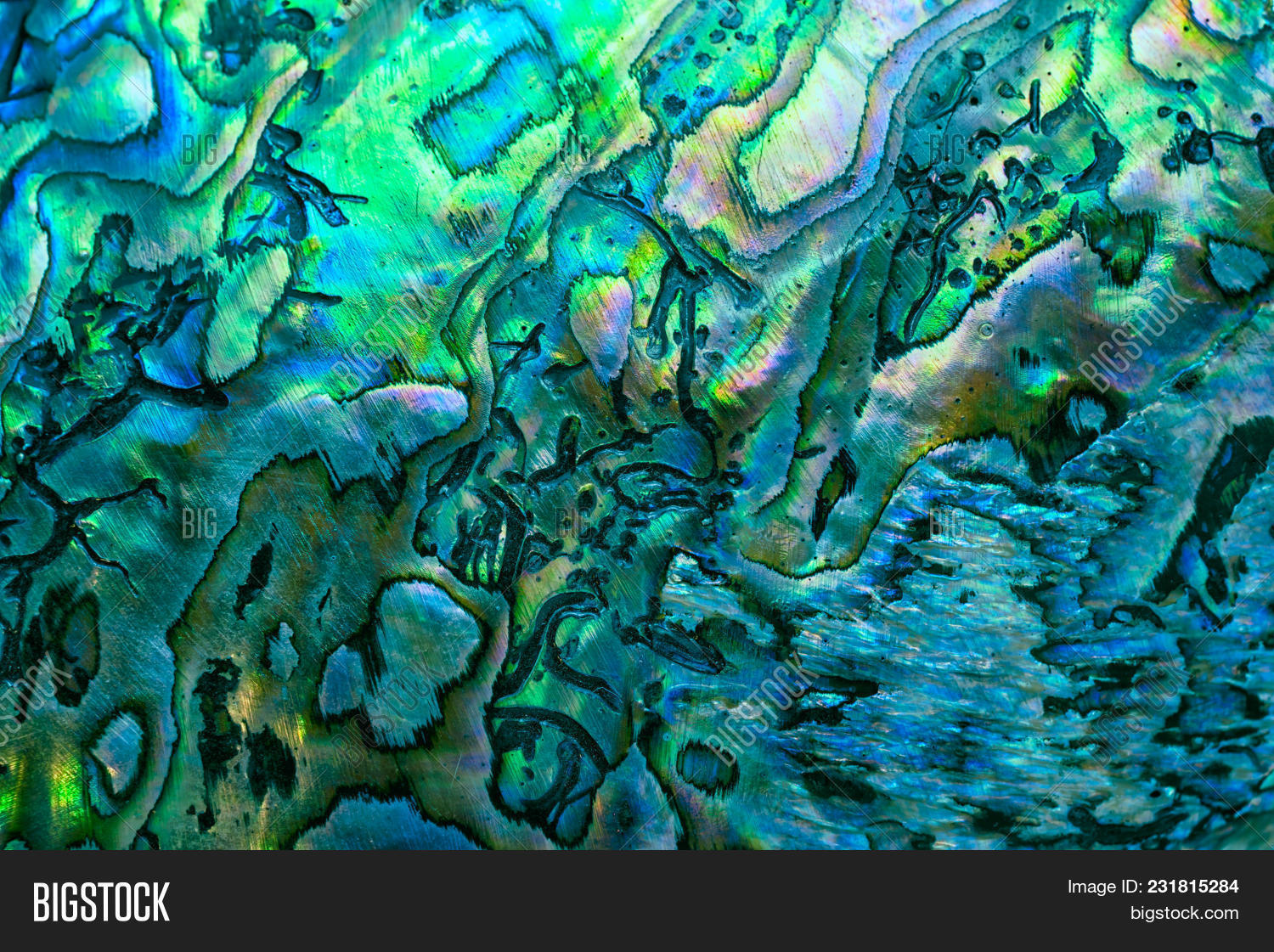 New Zealand Paua Shell (haliotis Iris) Close Up As A Luxury Background ...