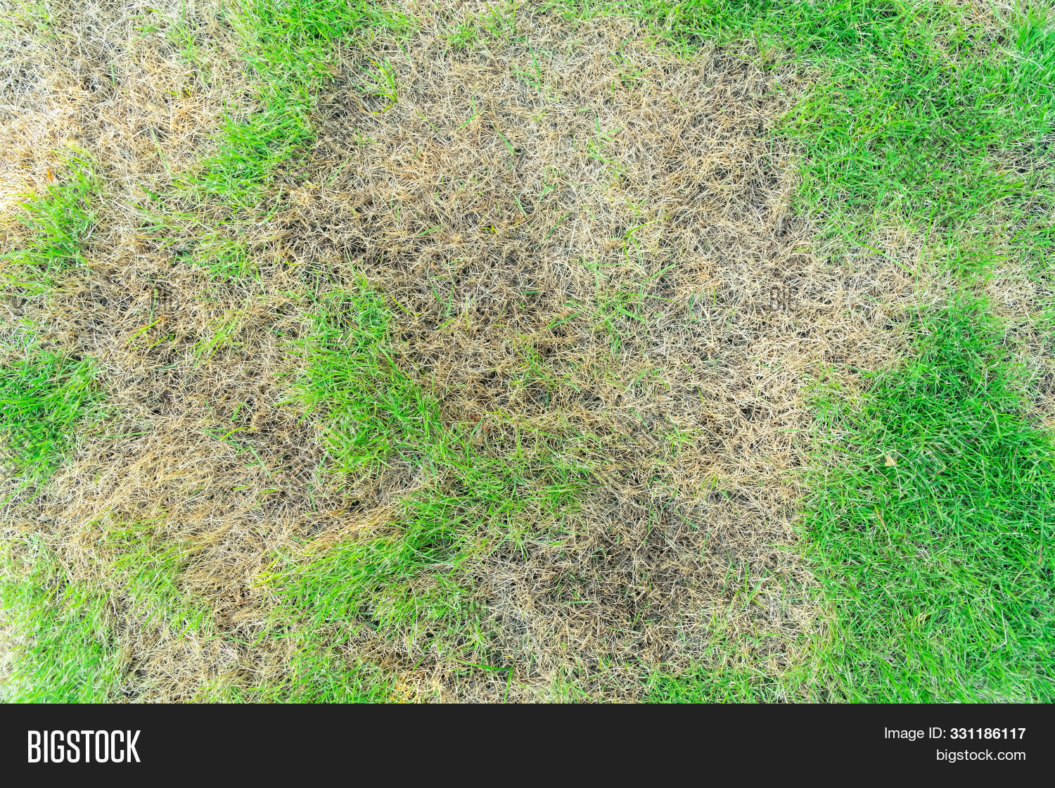 Grass Texture, Grass Background. Patchy Grass, Lawn In Bad Condition ...