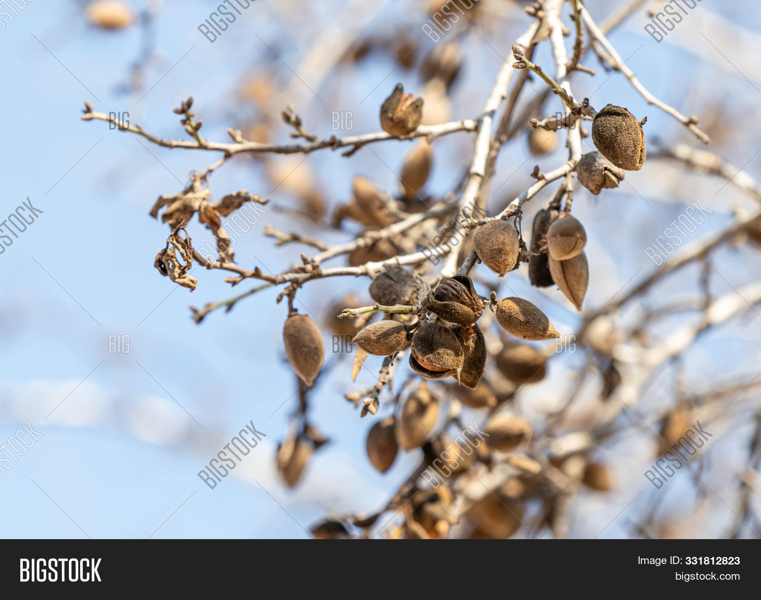 Wild Almond Tree Branch With Ripe Nuts At The Ancient Shiloh ...