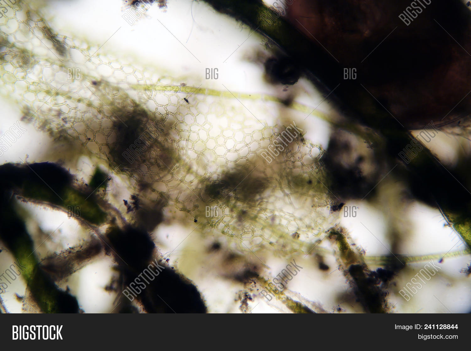 Algae and microscopic animals in stagnant pond water as photographed ...