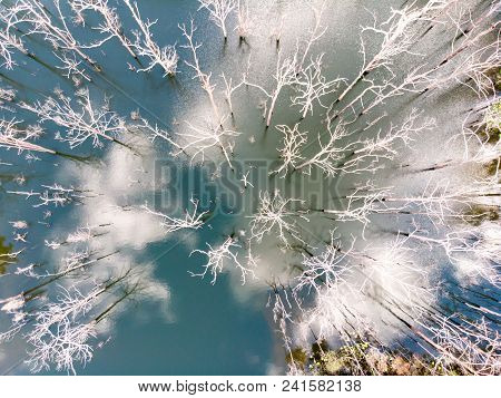 Dead Trees Emerge From The Water In Hinze Dam In Numinbah Valley, Gold ...