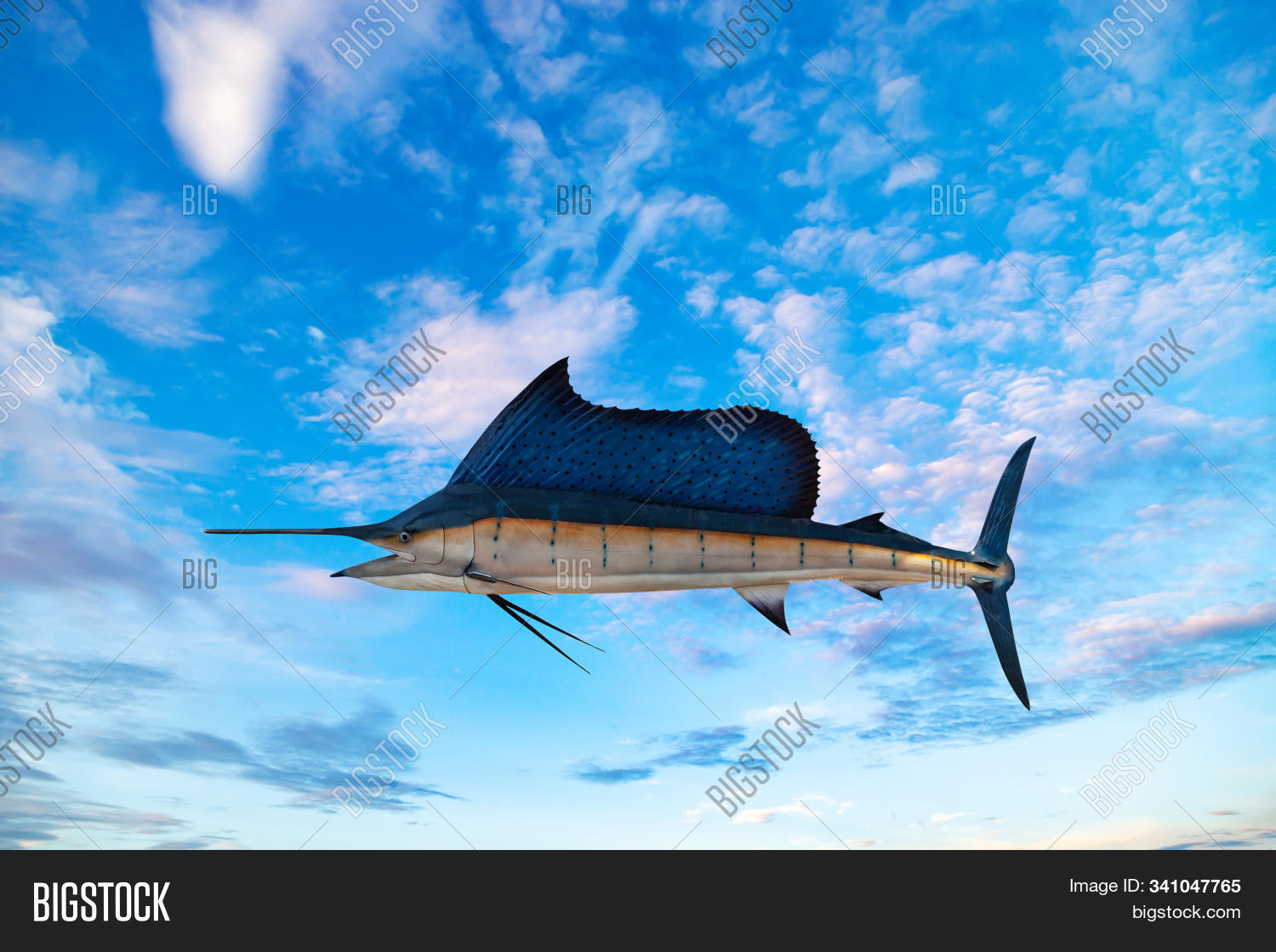 Marlin - Swordfish,sailfish Saltwater Fish (istiophorus) Blue Sky ...